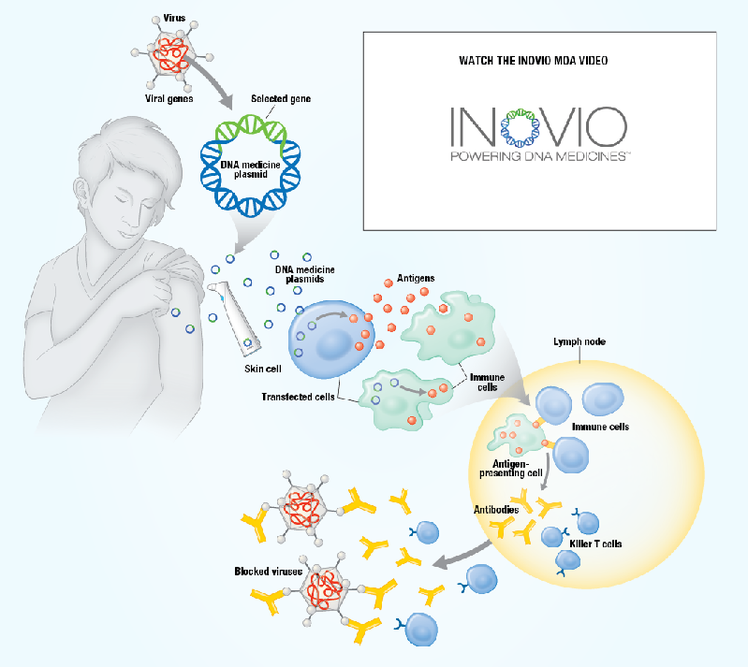 INOVIO, 멕시코에서 코로나19 DNA 백신 후보 INO-4800의 효능을 평가하는 3상 임상시험 규제 허가 획득:경인투데이뉴스